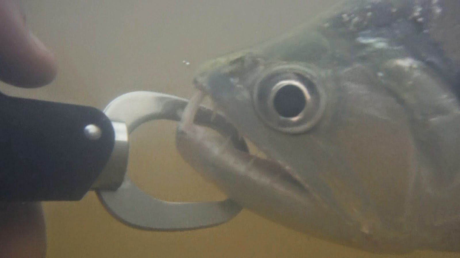 Fauna de Colombia - Wildlife Colombia: Payara o Pez Vampiro ...